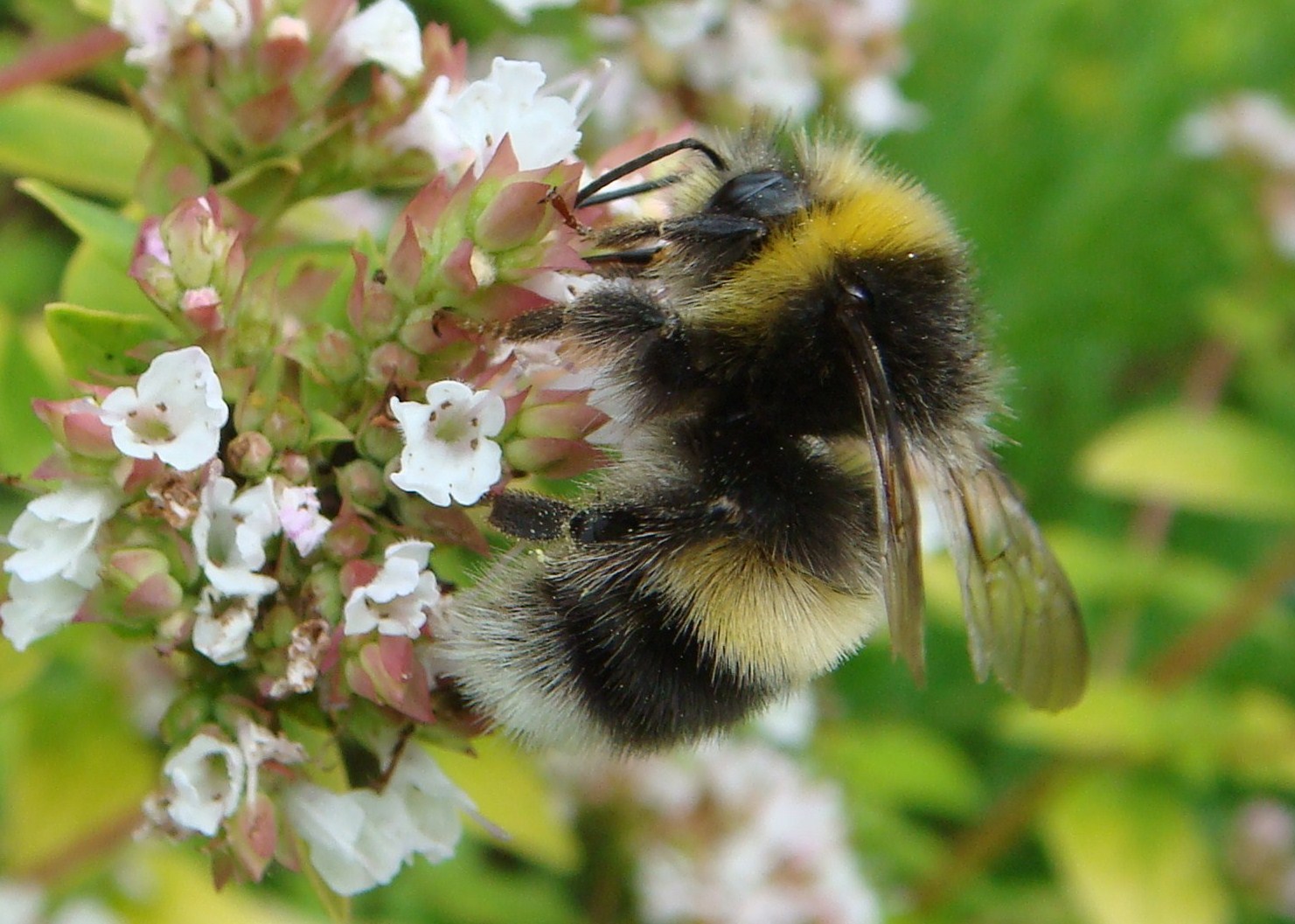 Image Bombus-lucorum_1lh.jpg | BWARS