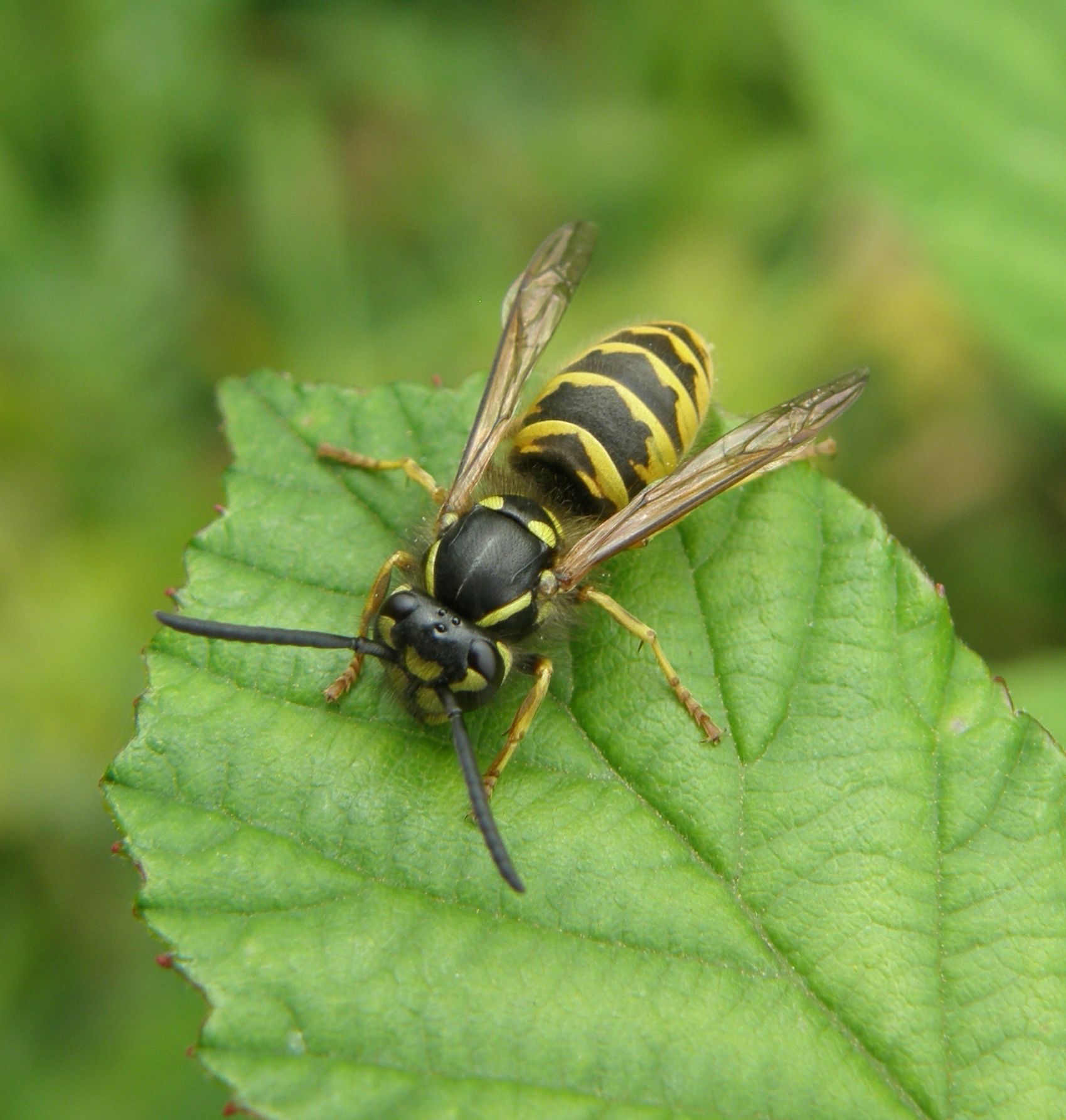 Vespula Vulgaris BWARS Vespula Vulgaris BWARS