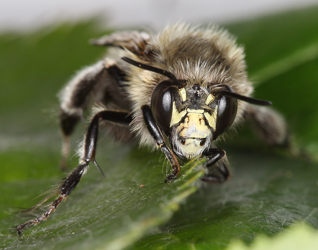 anthophora quadrimaculata male 7Z0T9011 | BWARS