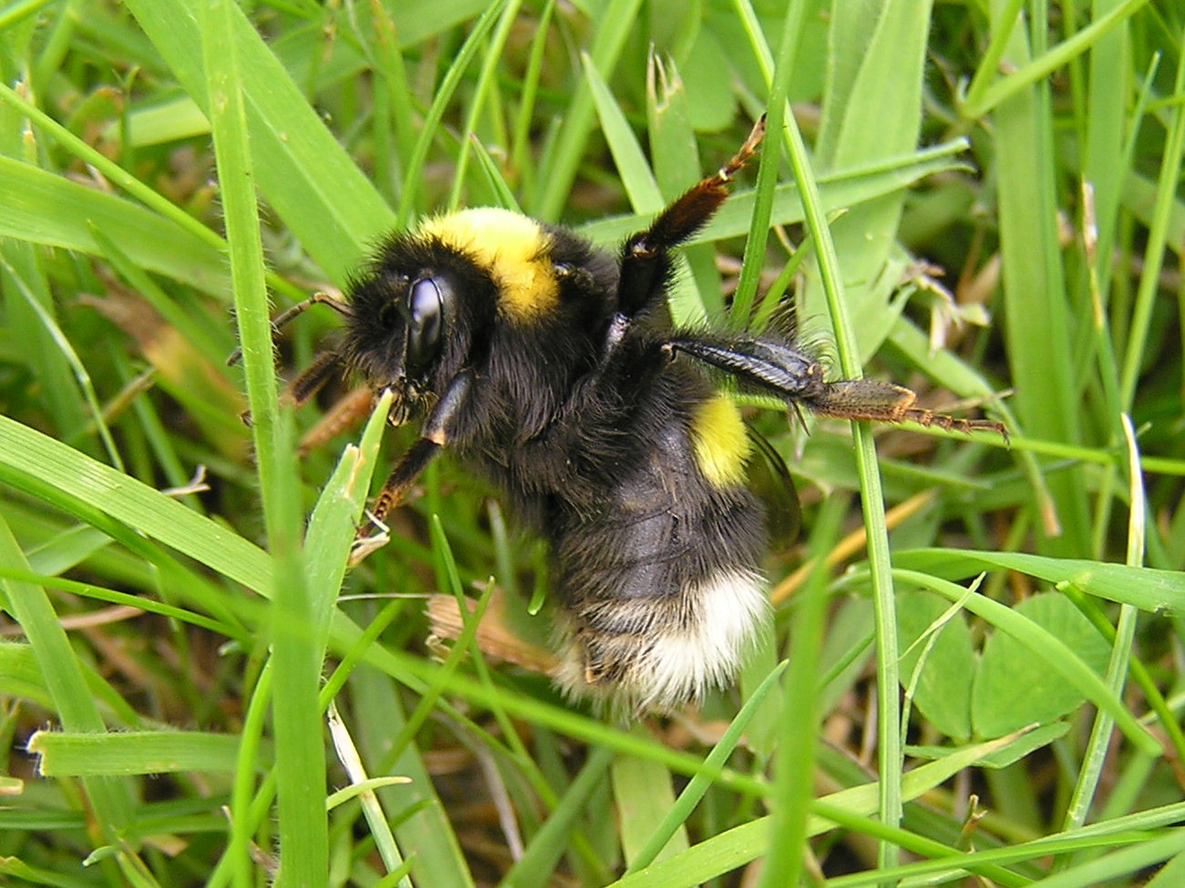 Image bombus-lucorum_1no.jpg | BWARS
