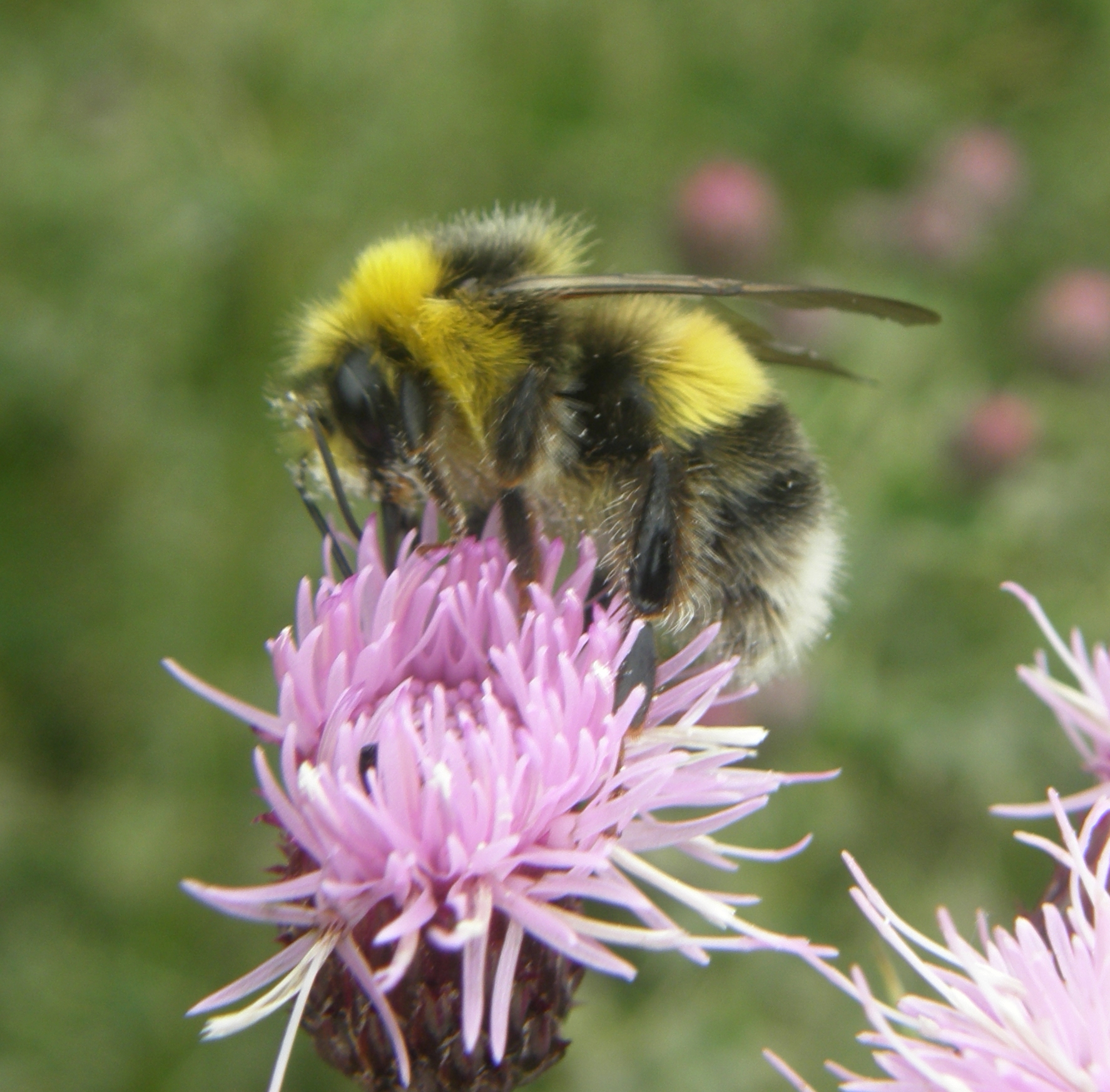Image bombus-lucorum_2sf.jpg | BWARS