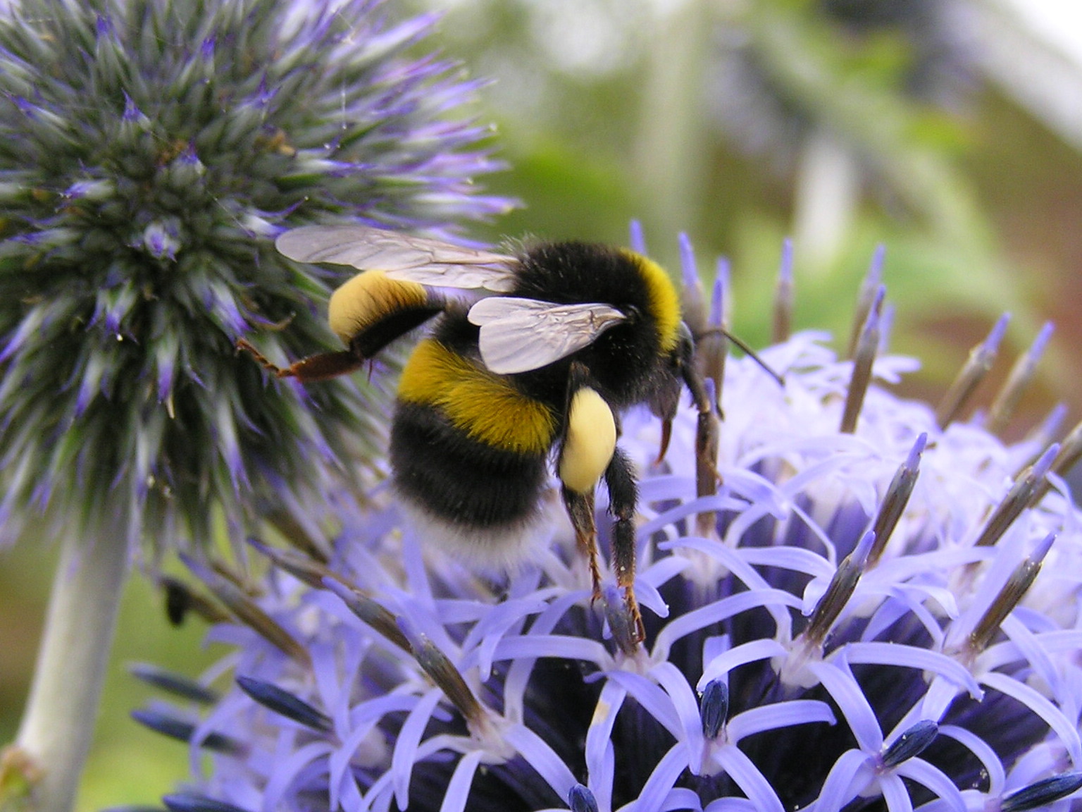 Image bombus-lucorum_4no.jpg | BWARS