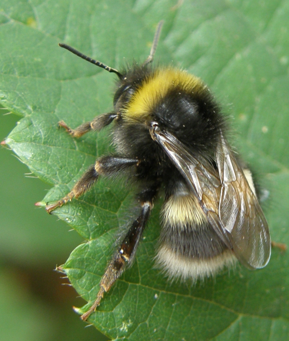 Image bombus-lucorum_6sf.jpg | BWARS