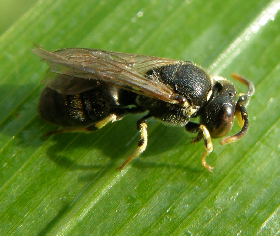 Image hylaeus-annularis_7sf.jpg | BWARS